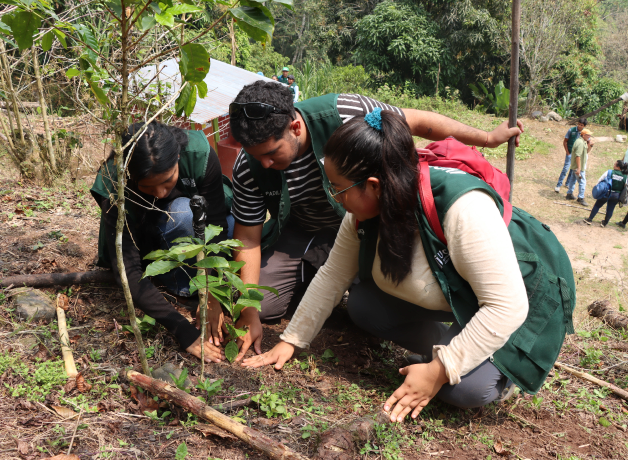 UCV Moyobamba: estudiantes participan en campaña de reforestación y ...